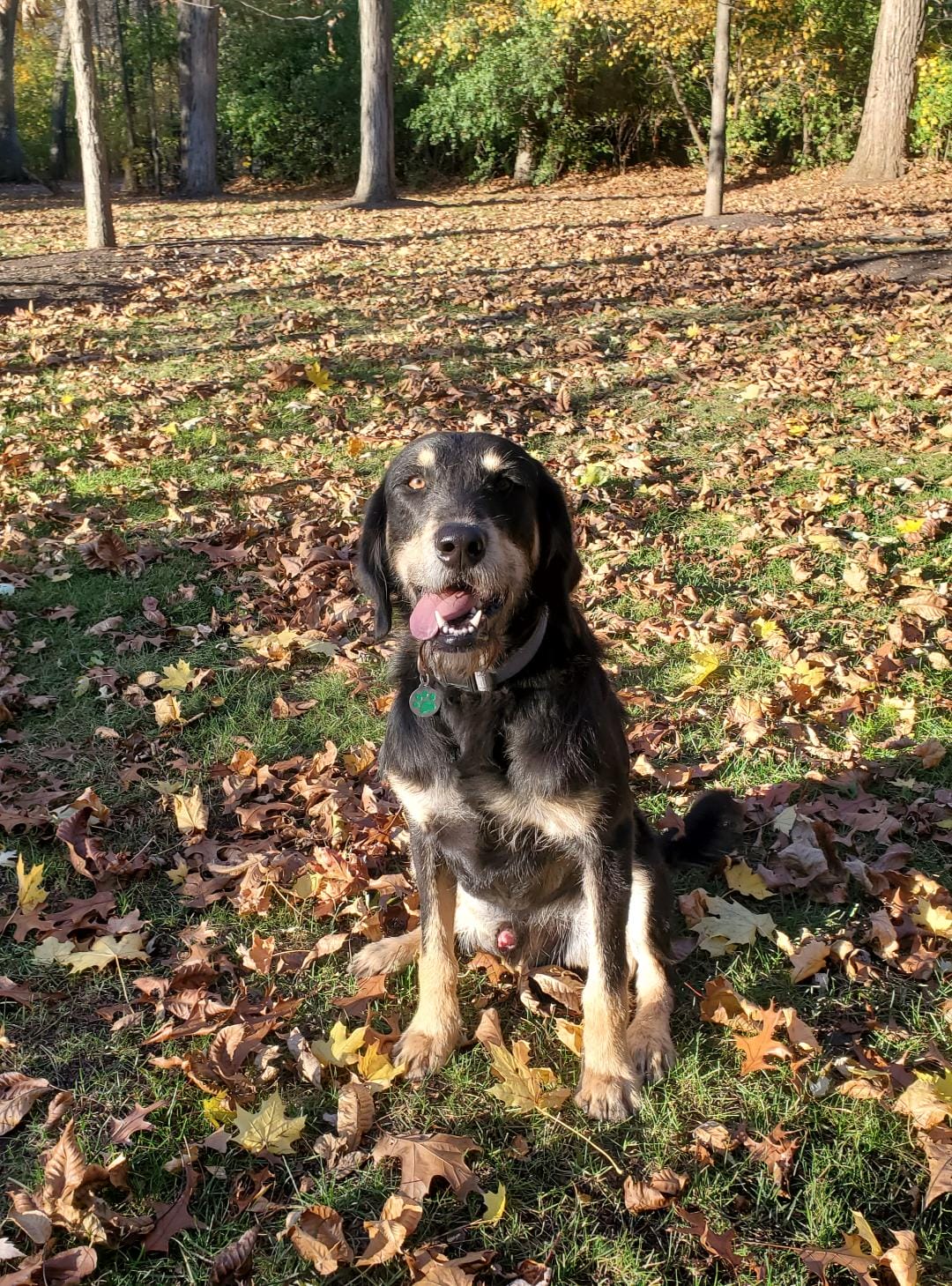 Contact | Labrador Retrievers & Labradoodles Puppies Chicago