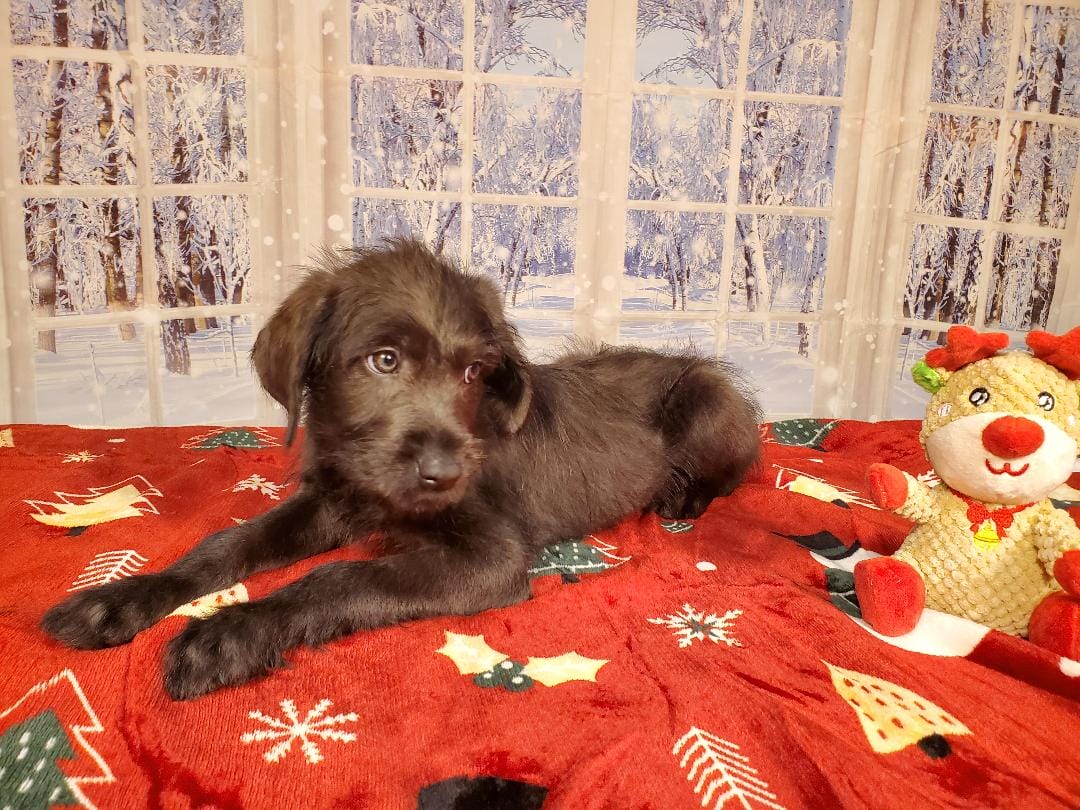 Available Litters - Chicago Labrador Retrievers & Labradoodles