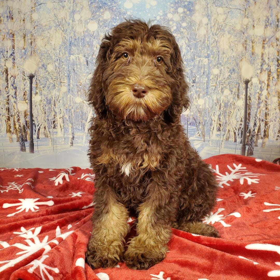 Available Litters - Chicago Labrador Retrievers & Labradoodles