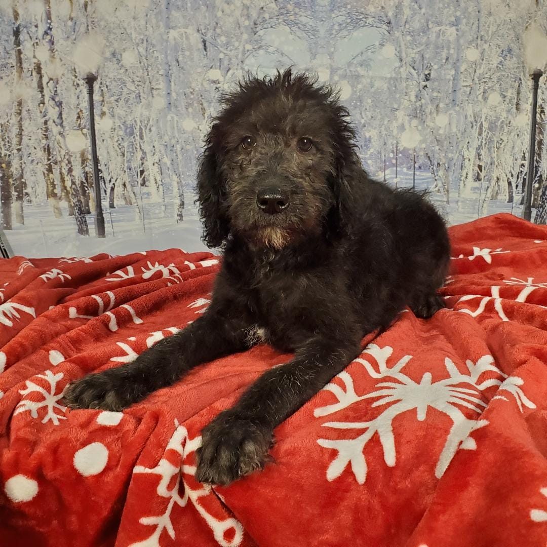 Available Litters - Chicago Labrador Retrievers & Labradoodles