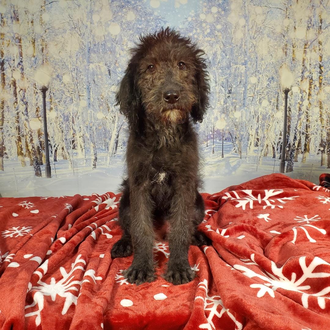 Available Litters - Chicago Labrador Retrievers & Labradoodles