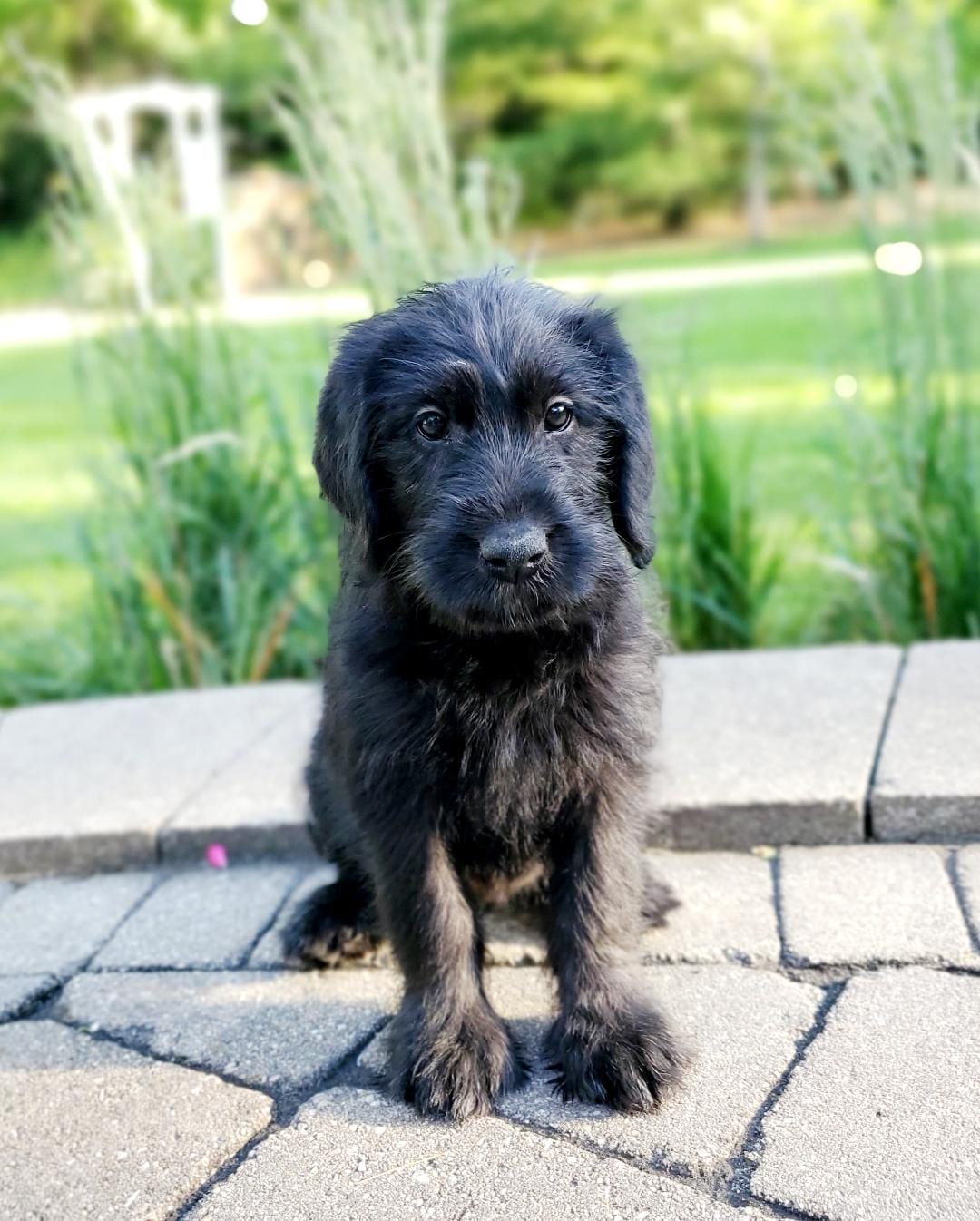 Available Litters | Labrador Retrievers & Labradoodles Puppies Chicago