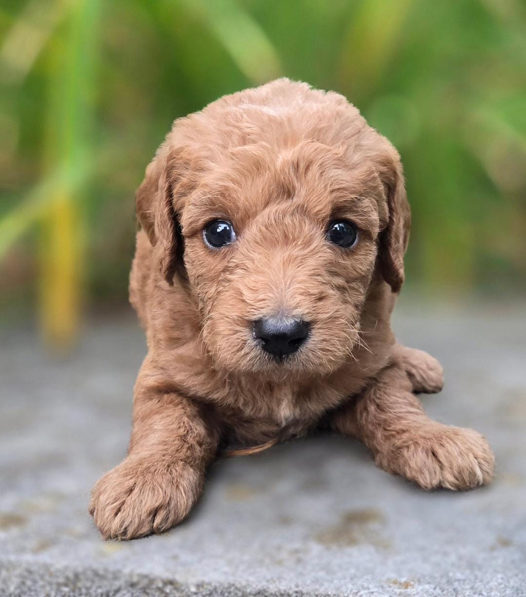 Available Litters | Labrador Retrievers & Labradoodles Puppies Chicago