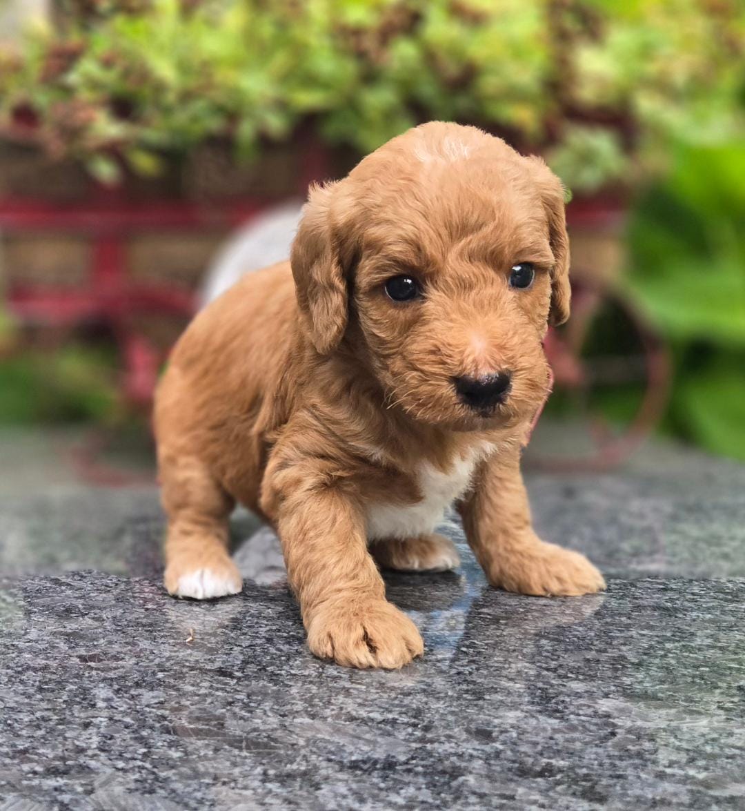 Available Litters | Labrador Retrievers & Labradoodles Puppies Chicago