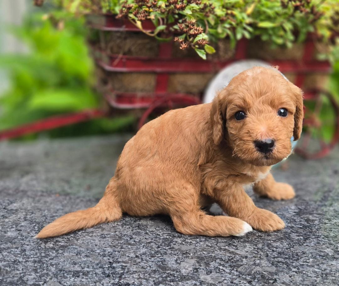Available Litters | Labrador Retrievers & Labradoodles Puppies Chicago