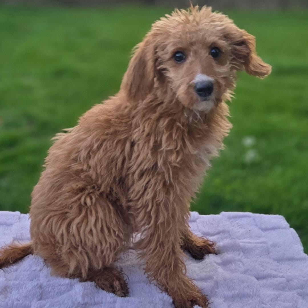 Available Litters | Labrador Retrievers & Labradoodles Puppies Chicago