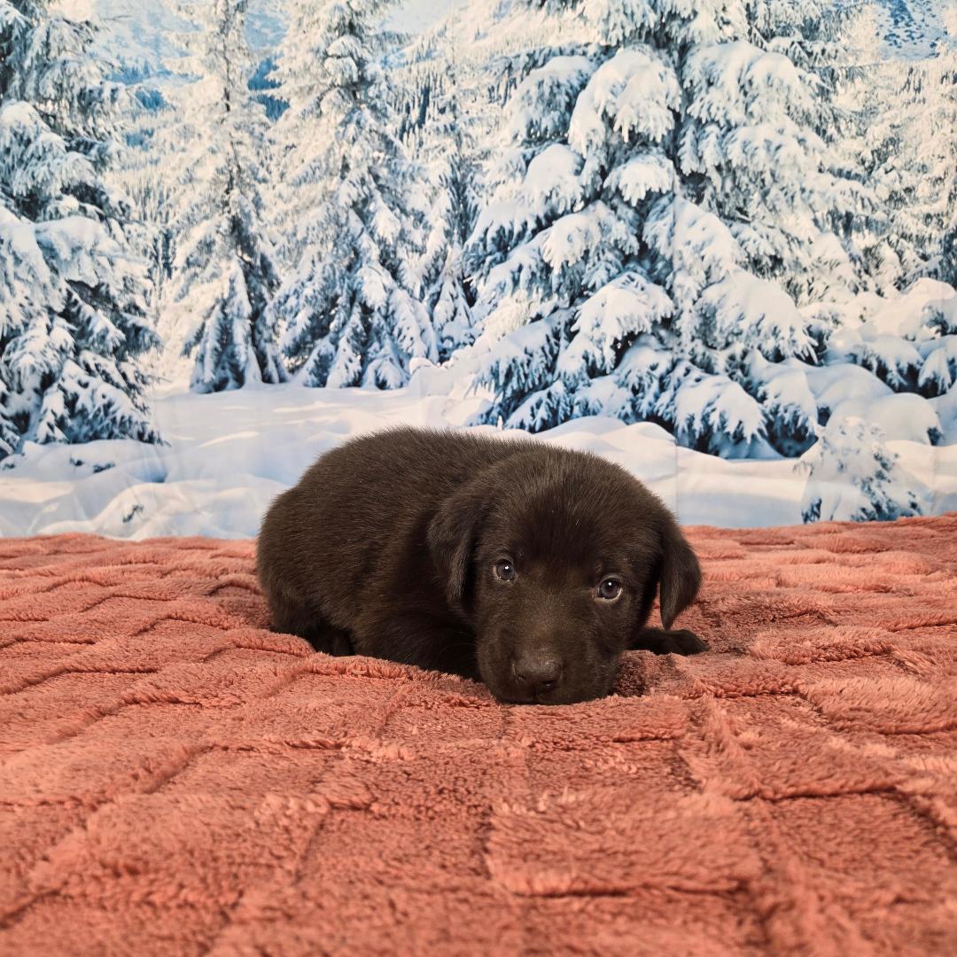 Chocolate Labrador Male- Ace – Labrador & Labradoodle Puppies Chicago